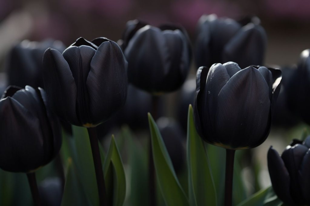 10 Flowers That Represent Darkness: Embrace The Dark Side - Foliage ...