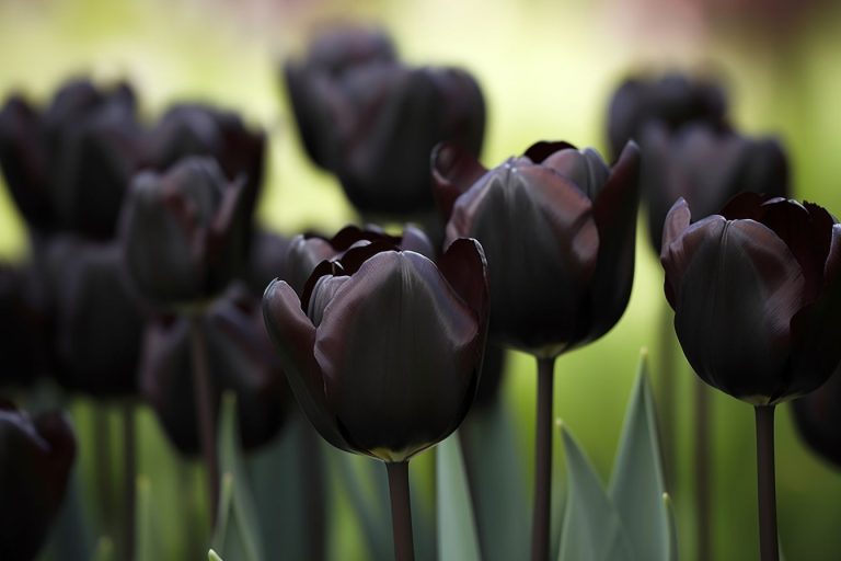 10 Flowers That Represent Darkness: Embrace The Dark Side - Foliage ...