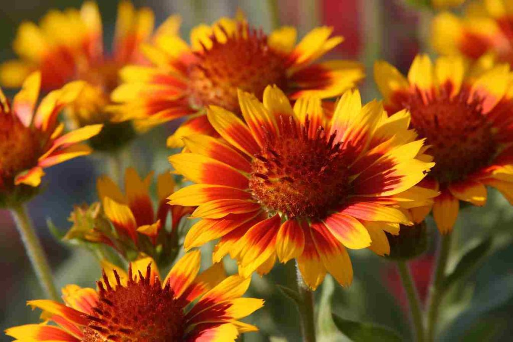 29 Flowers That Grow in Full Sun: Discover Vibrant, Sun-Loving Beauties ...