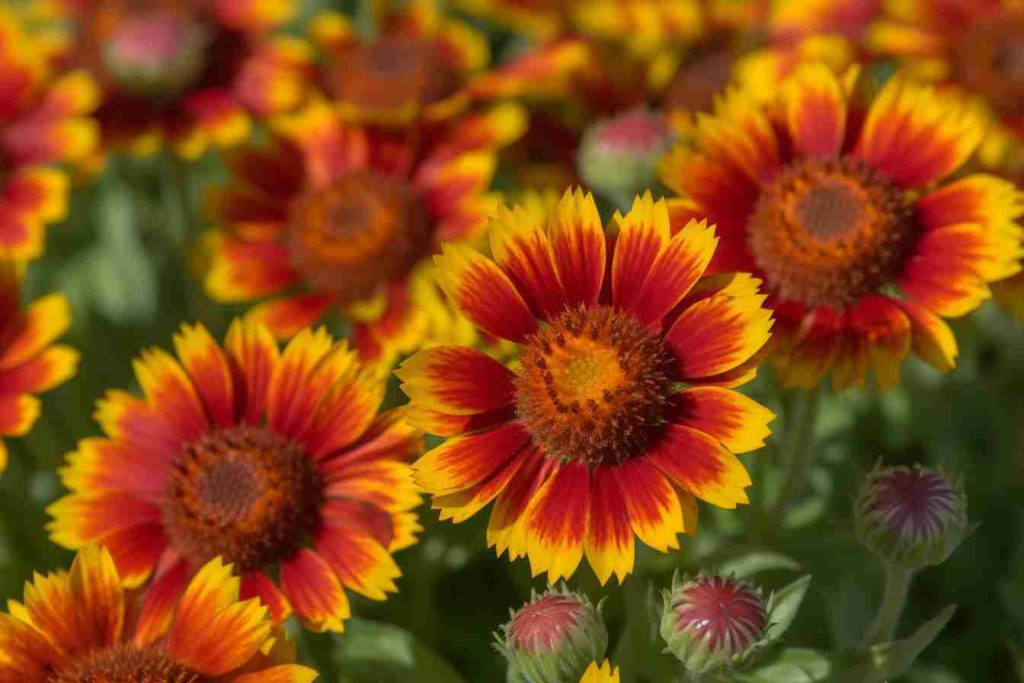 20 Flowers That Grow in Arizona: Beautiful Blooms to Discover in the ...
