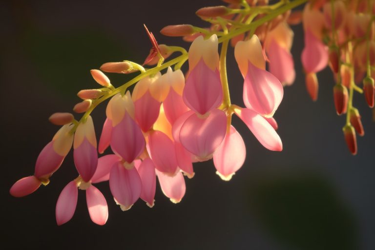 36 Flowers That Grow in Partial Shade: Discover Stunning Species for ...