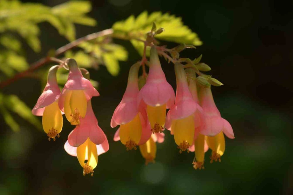 12 Flowers That Grow in the Dark: Amazing Nocturnal Blooms to Discover ...