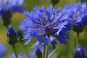 10 Flowers That Represent Sacrifice: Blooms Of Selflessness - Foliage ...