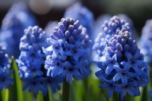 10 Flowers That Represent Empathy: Blooms Of Compassion - Foliage ...