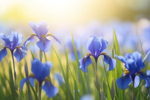 10 Flowers That Represent Sorrow: Blooms Of Grief - Foliage Friend ...