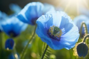 10 Flowers That Represent Loneliness: Blooms Of Solitude - Foliage ...