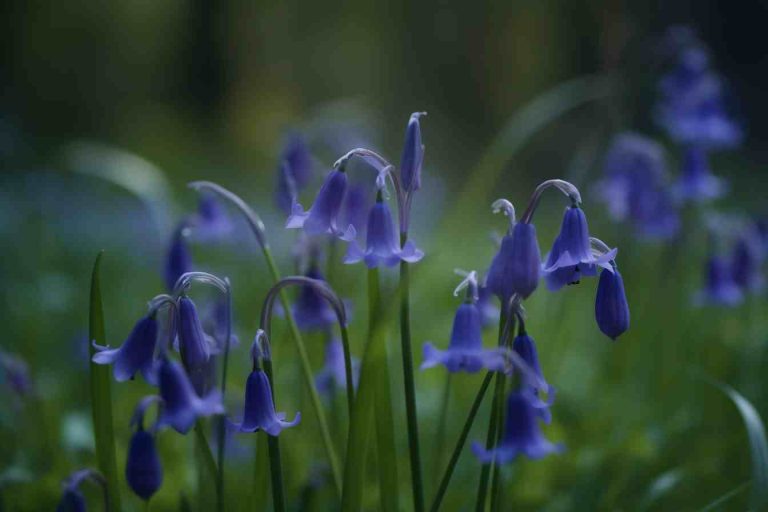 10 Flowers That Represent Taurus: Floral Horoscope - Foliage Friend ...