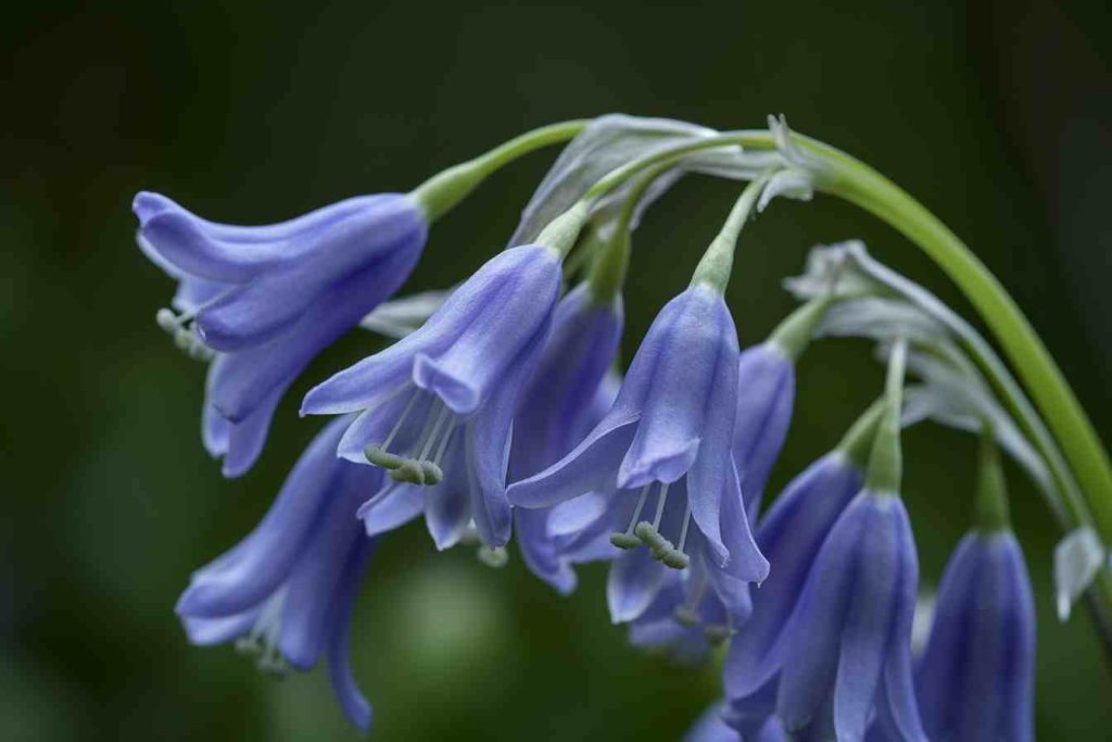 10 Flowers That Represent A New Beginning: A Fresh Start - Foliage ...