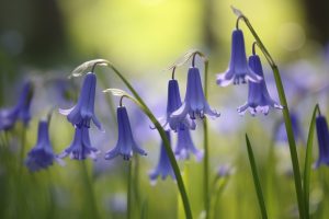 10 Flowers That Represent Selflessness: Blooms Of Giving - Foliage ...