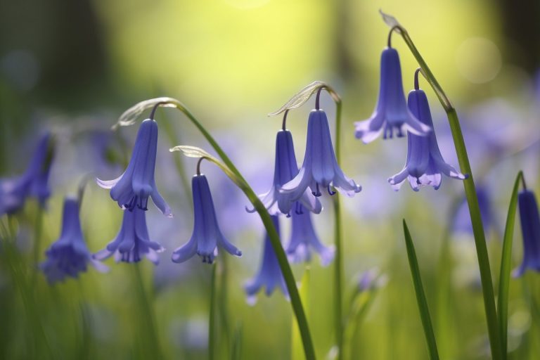 10 Flowers That Represent Selflessness: Blooms Of Giving - Foliage ...