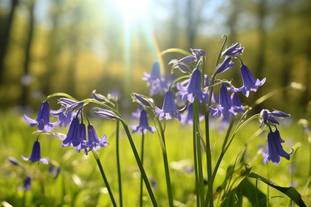 10 Flowers That Represent The Truth: Blooms Of Honesty - Foliage Friend ...