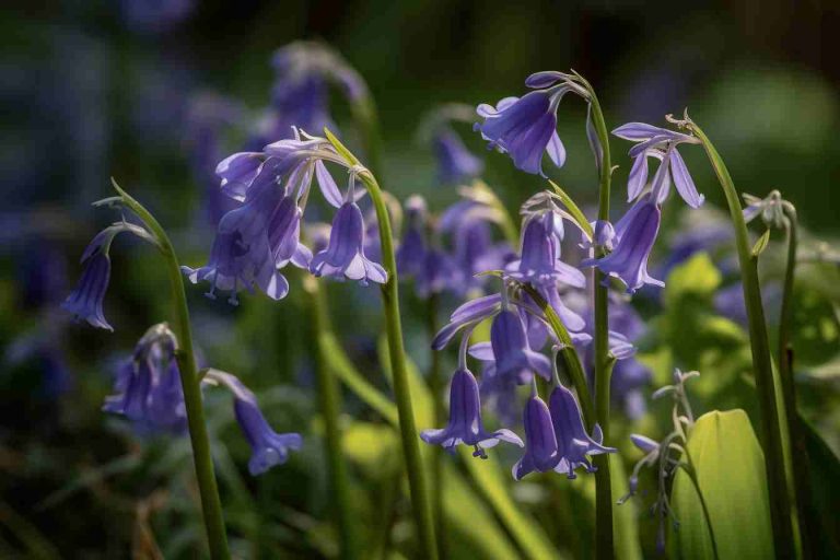 10 Flowers That Represent Courtesy: Bloom With Grace And Manners ...