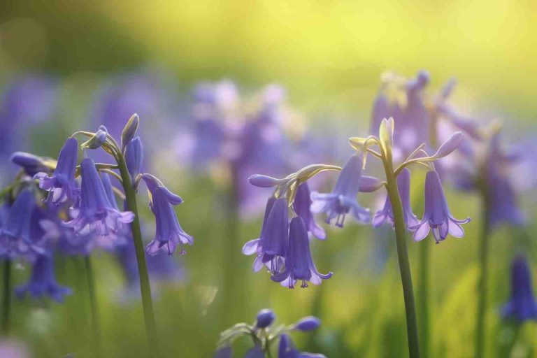 10 Flowers That Represent Fathers: Blooming Love - Foliage Friend ...