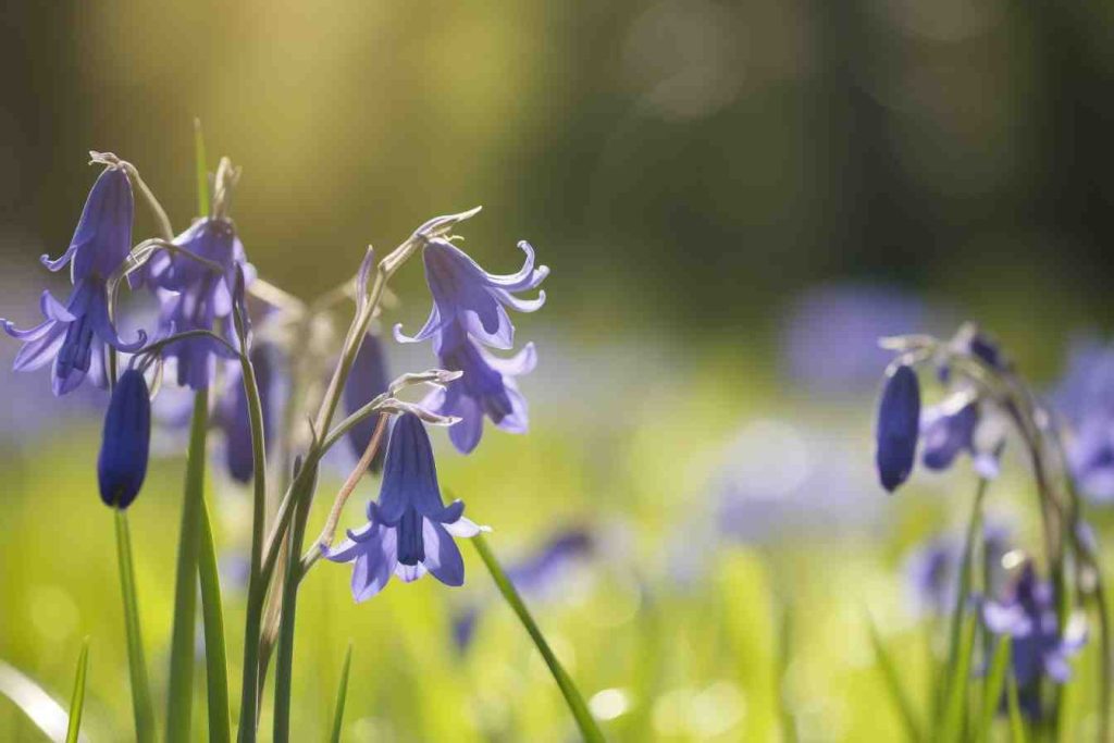 24 Flowers That Grow in Spring: Stunning Blooms to Brighten Your Garden ...