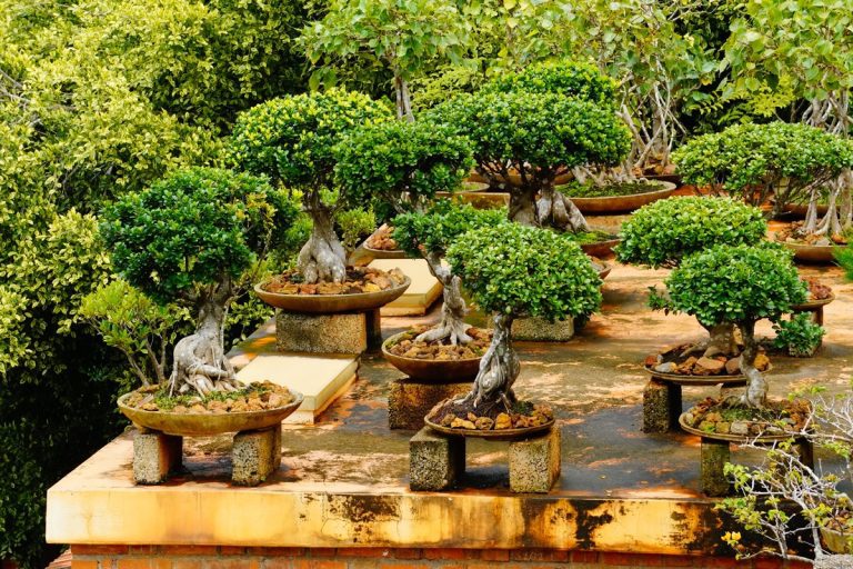 Bonsai Ficus Tree Types: Top Species for Your Miniature Garden ...