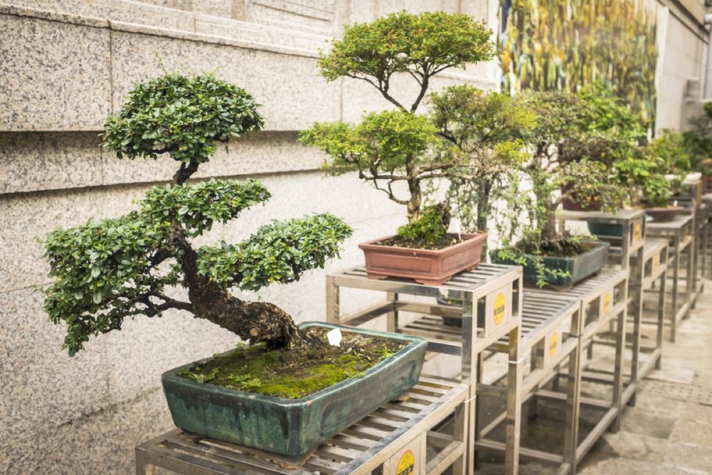Bonsai Tree Types: A Comprehensive Guide to Varieties - Foliage Friend ...