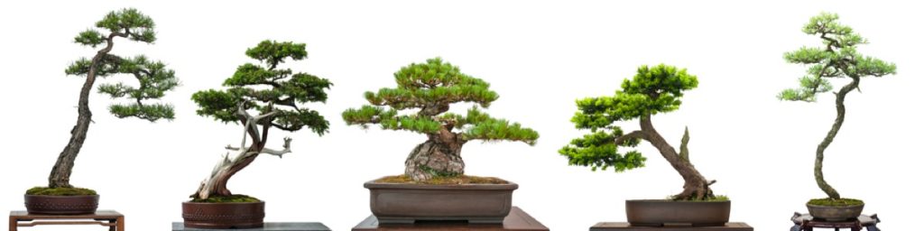 Best Bonsai Tree for Beginners: Top 5 Easy-to-Grow Choices - Foliage ...