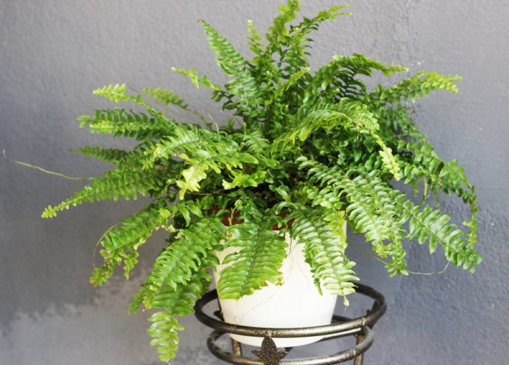Jester Crown Fern vs Boston Fern: The Ultimate Fern Showdown - Foliage ...