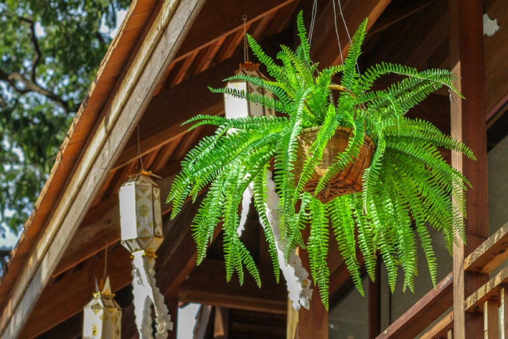 Boston Fern Types: A Comprehensive Guide to Varieties - Foliage Friend ...