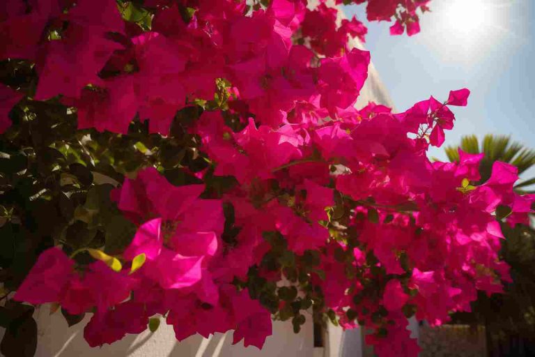 20 Flowers That Grow in Arizona: Beautiful Blooms to Discover in the ...
