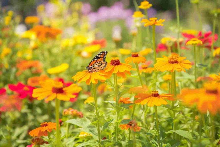 10 Beautiful Oklahoma Flower Bed Ideas to Enhance Your Landscape ...