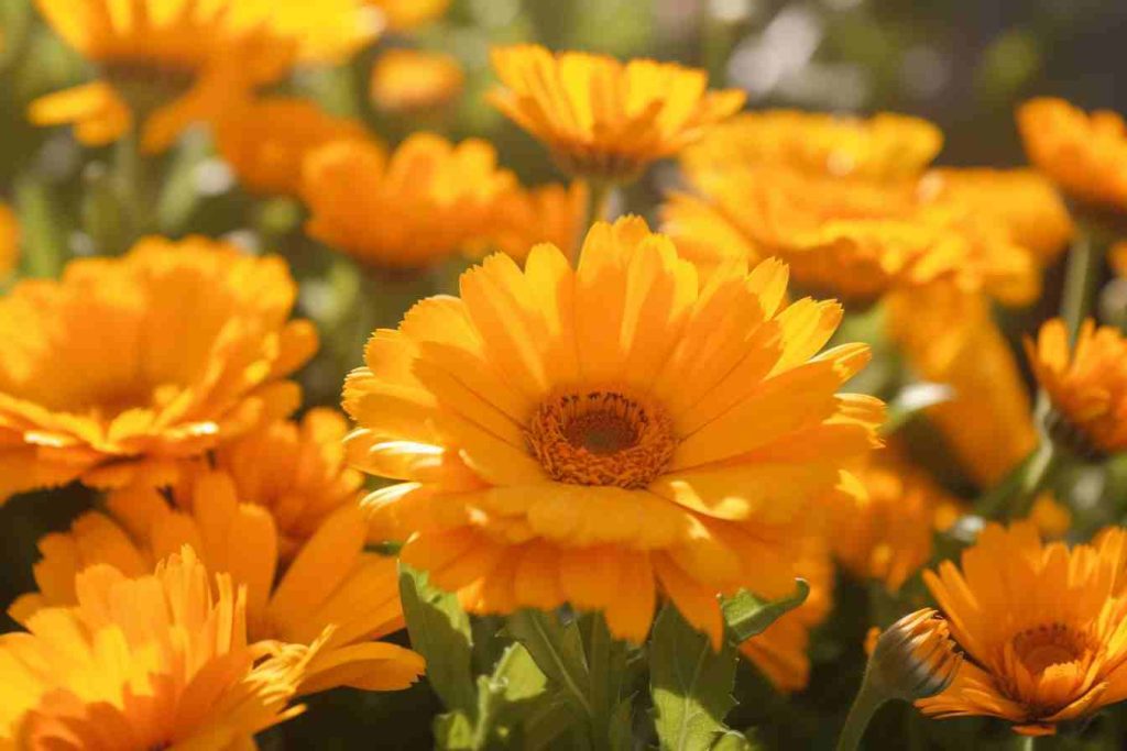24 Flowers That Grow in Spring: Stunning Blooms to Brighten Your Garden ...