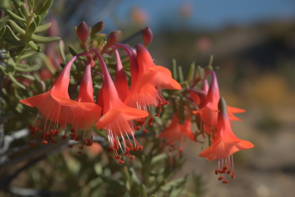 36 Flowers That Grow in California: Discover Gorgeous Species Across ...