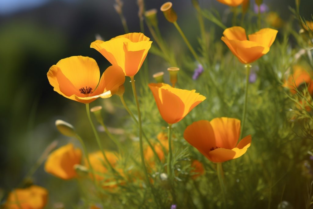 Orange Poppy Flower Meaning, Symbolism & Spiritual Significance ...