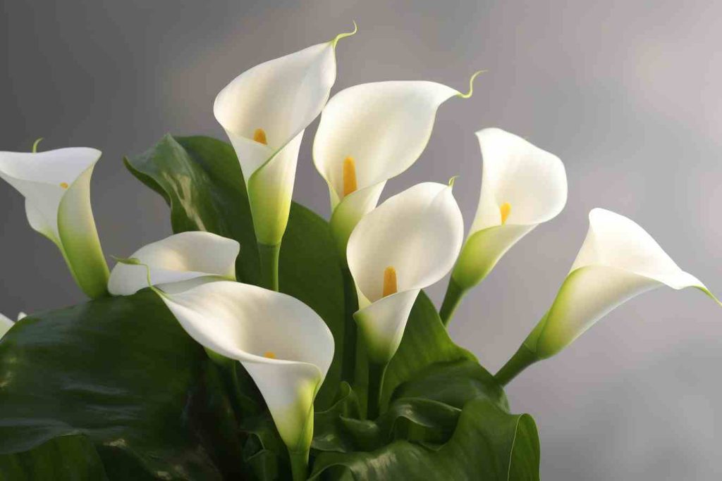 10 Flowers That Represent Women: The Feminine Side - Foliage Friend ...