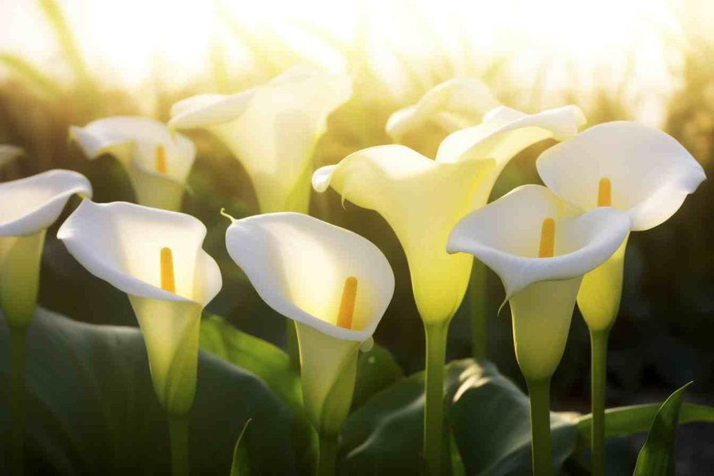 17 Flowers That Grow From Bulbs: Discover Beautiful Blooming Varieties ...