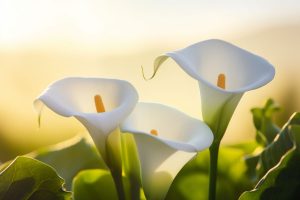 10 Flowers That Represent Delicate Beauty: Ethereal Blooms - Foliage ...