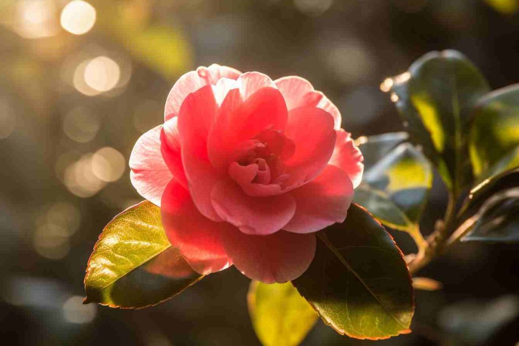 26 Flowers That Grow on Trees: A Delightful Guide to Tree-Blooming ...