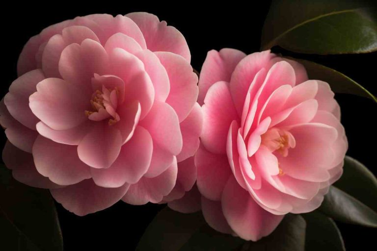 10 Flowers That Represent Women: The Feminine Side - Foliage Friend ...