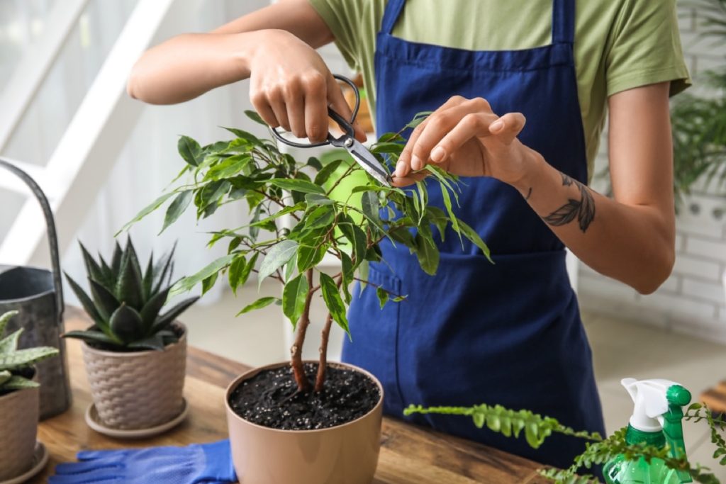 How to Repot a Large Ficus Tree: Expert Guide - Foliage Friend - Learn ...
