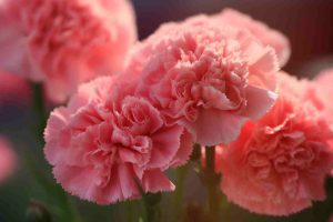 10 Flowers That Represent Fathers: Blooming Love - Foliage Friend ...