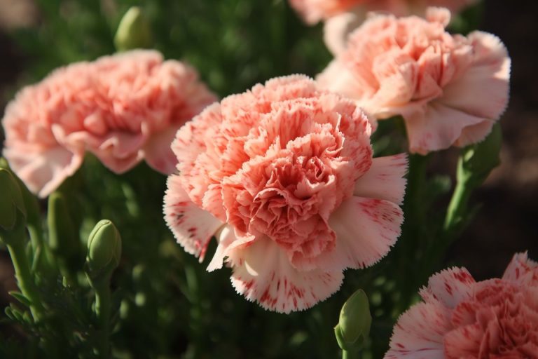 10 Flowers That Represent Nostalgia: Travel Back In Time - Foliage ...