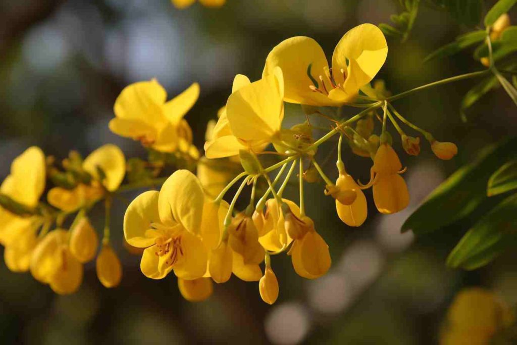 26 Flowers That Grow on Trees: A Delightful Guide to Tree-Blooming ...