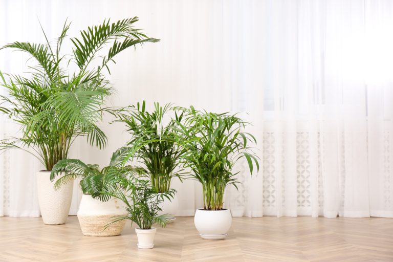 How to Repot a Cat Palm: Comprehensive Guide & Tips - Foliage Friend ...