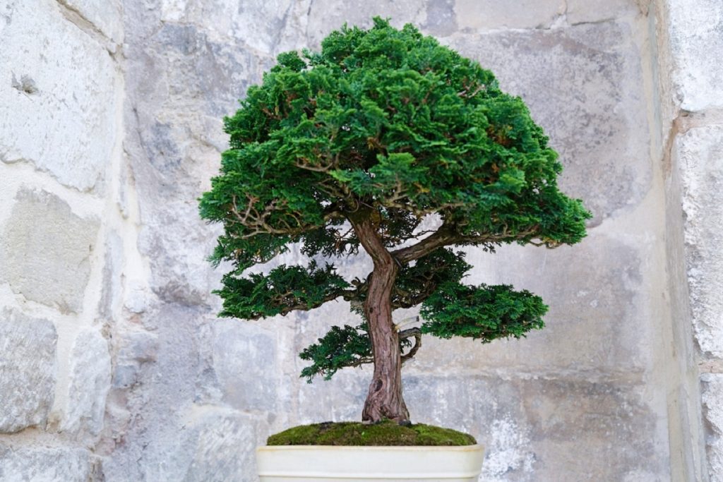 What Kind of Bonsai Tree Do I Have: A Quick Species Identification ...
