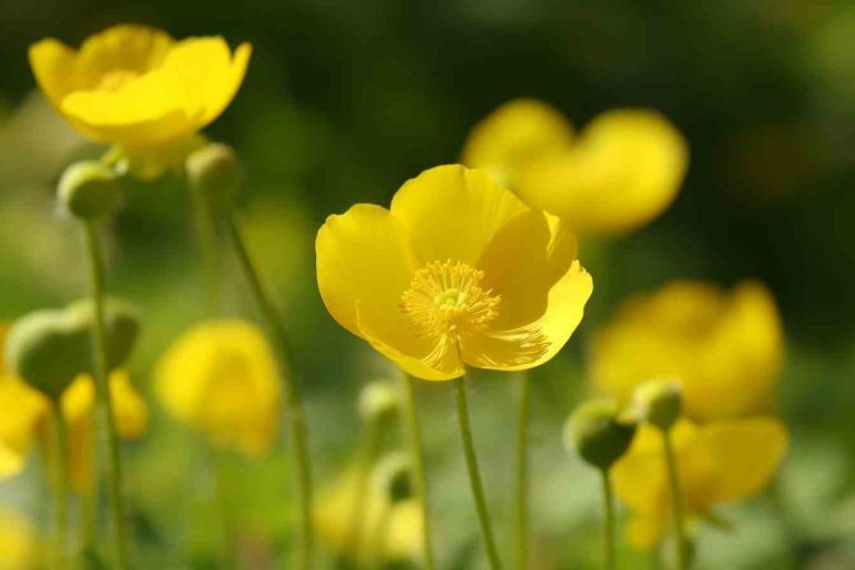 50 Perennial Flowers That Grow in Shade: Stunning Picks for Your Shady ...