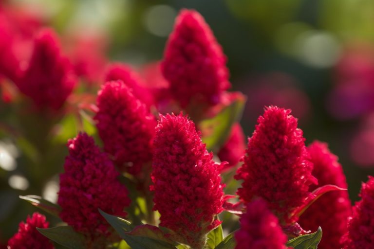 10 Flowers That Represent Intelligence: Blooms Of Wisdom - Foliage ...