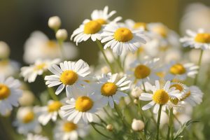 10 Flowers That Represent Calm And Peace: Find Your Serenity - Foliage ...