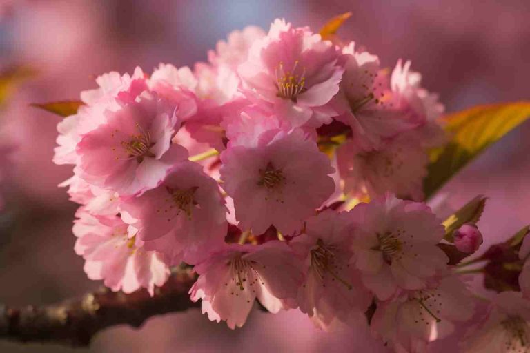 10 Flowers That Represent A New Beginning: A Fresh Start - Foliage ...