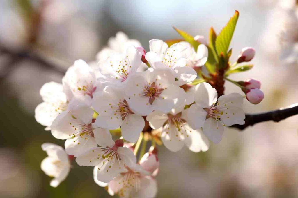 24 Flowers That Grow in Spring: Stunning Blooms to Brighten Your Garden ...