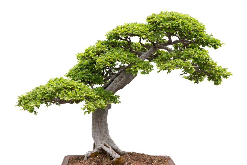 Best Bonsai Tree for Beginners: Top 5 Easy-to-Grow Choices - Foliage ...