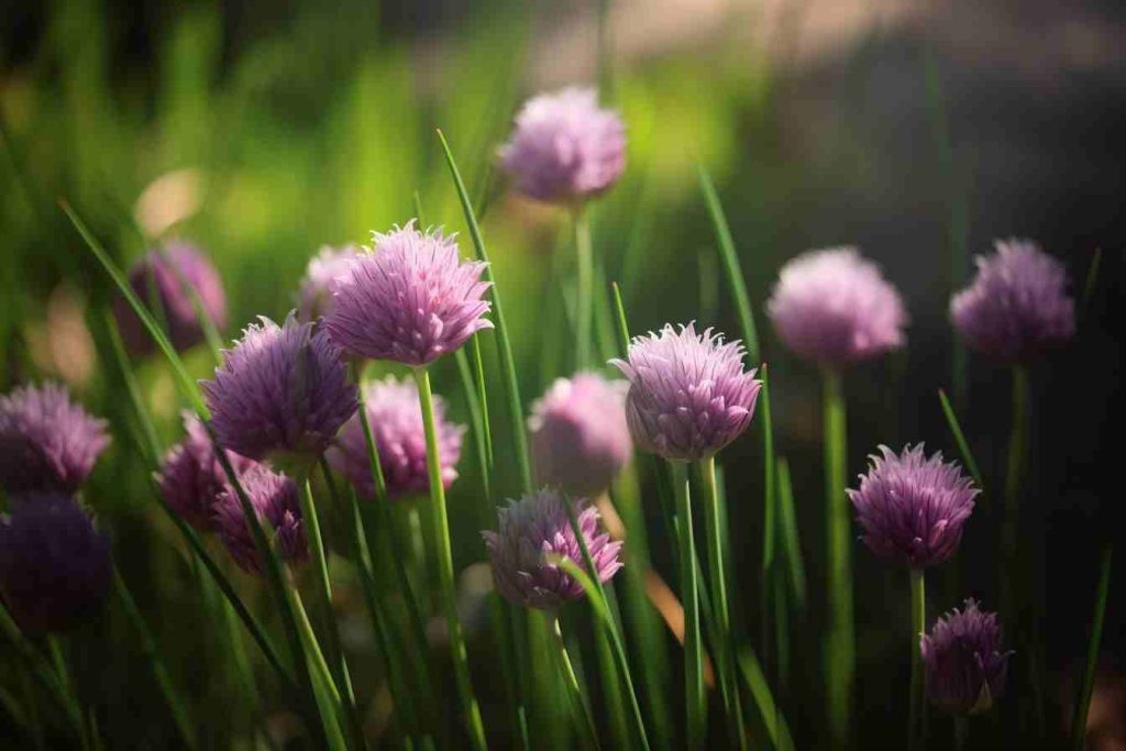 Chives Flower Meaning, Symbolism & Spiritual Significance - Foliage ...