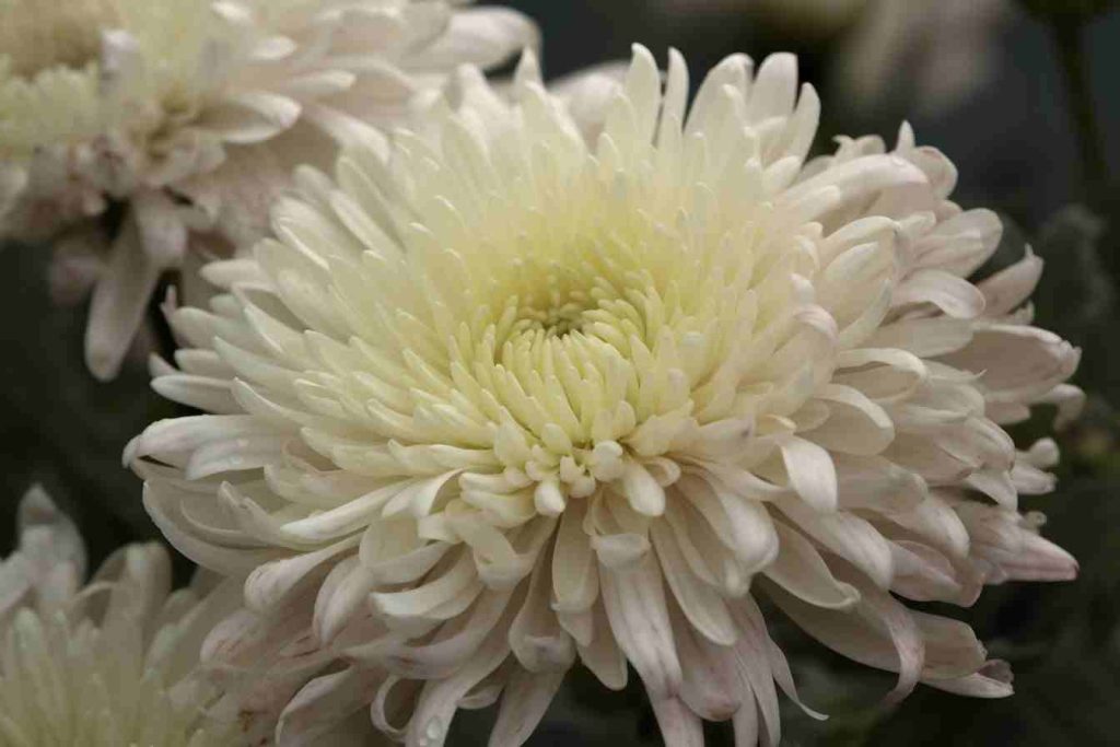 10 Flowers That Represent Gentleness: Tender Blooms - Foliage Friend ...