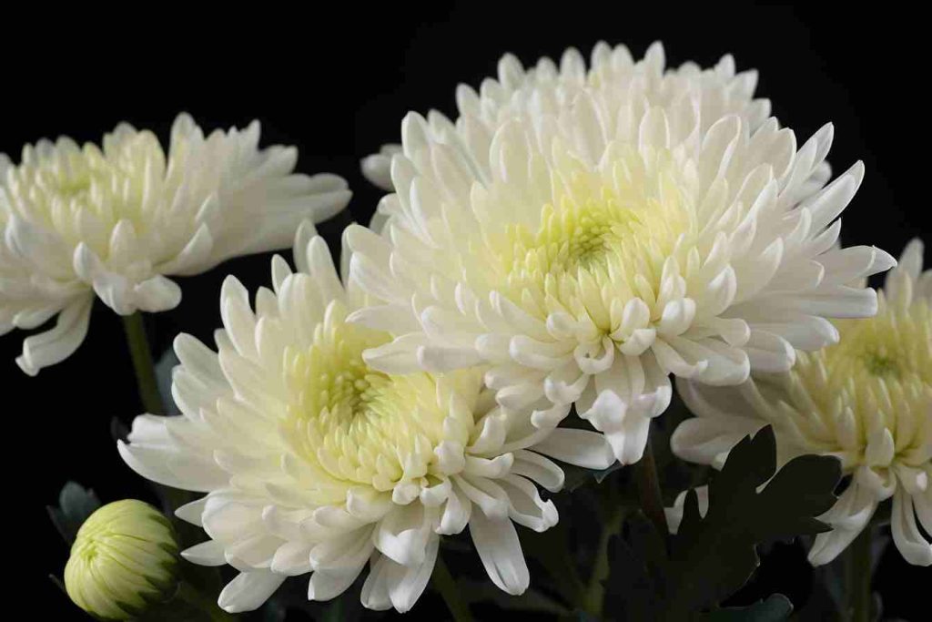 10 Flowers That Represent Reliability: Blossoms You Can Count On ...