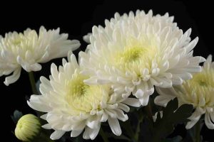 10 Flowers That Represent Reliability: Blossoms You Can Count On ...