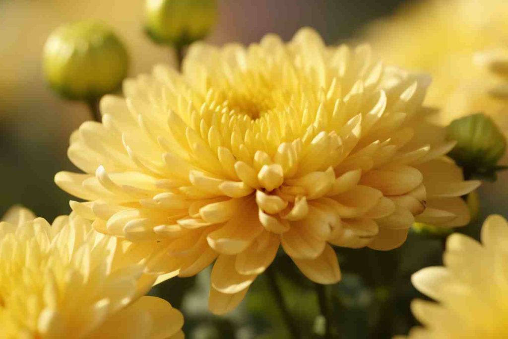 10 Flowers That Represent Fathers: Blooming Love - Foliage Friend ...